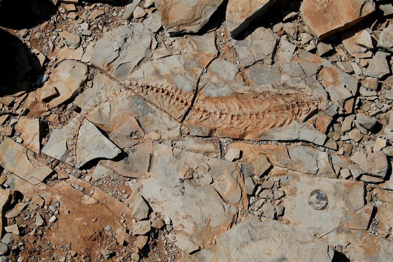 OneStonedCrow: Mesosaurus Fossils - Mesosaurus tenuidens