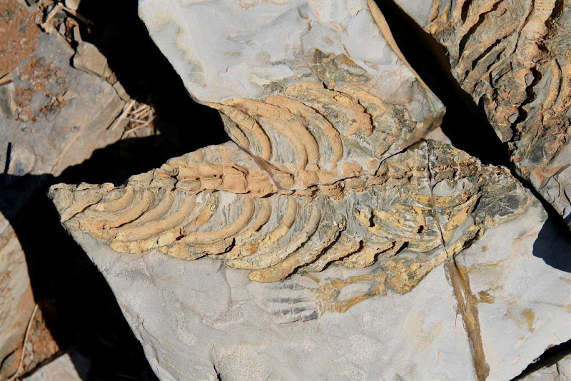 OneStonedCrow: Mesosaurus Fossils - Mesosaurus tenuidens