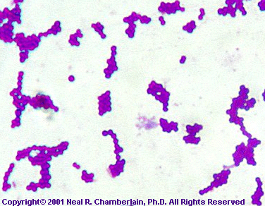 Staphylococcus hominis